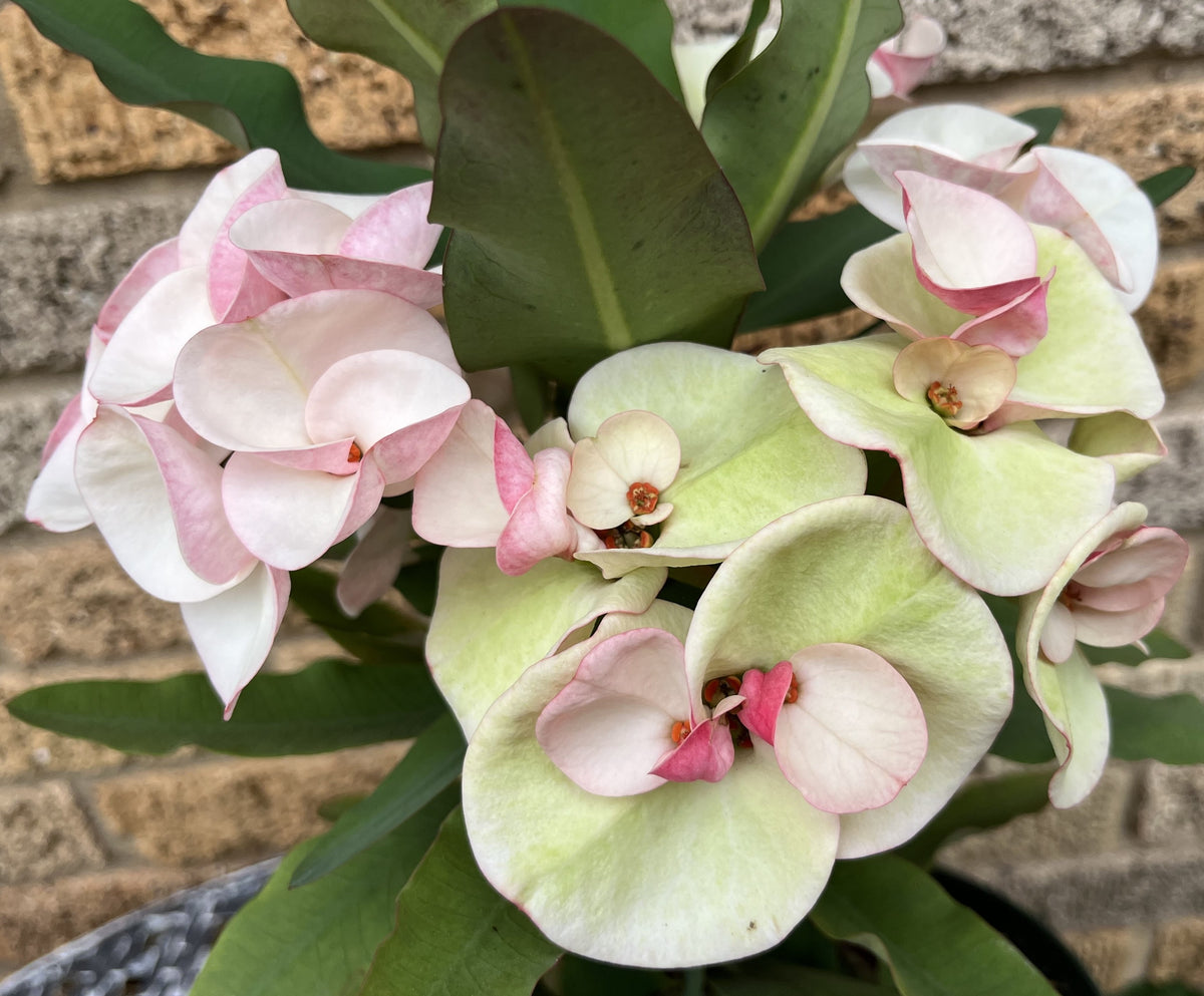 Euphorbia Milii BABY'S BREATH Crown of Thorns Corona de Cristo Cactus ...