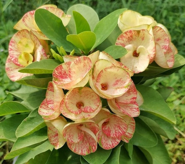 Euphorbia Milii KEANG DAO Crown of Thorns Corona De Cristo – Euphorbia ...