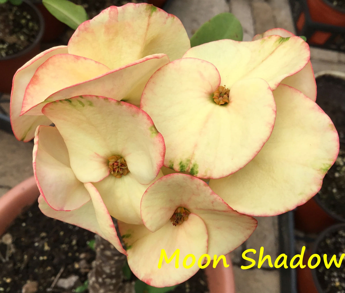 Euphorbia Milii MOON SHADOW Crown of Thorns Corona de Cristo ...