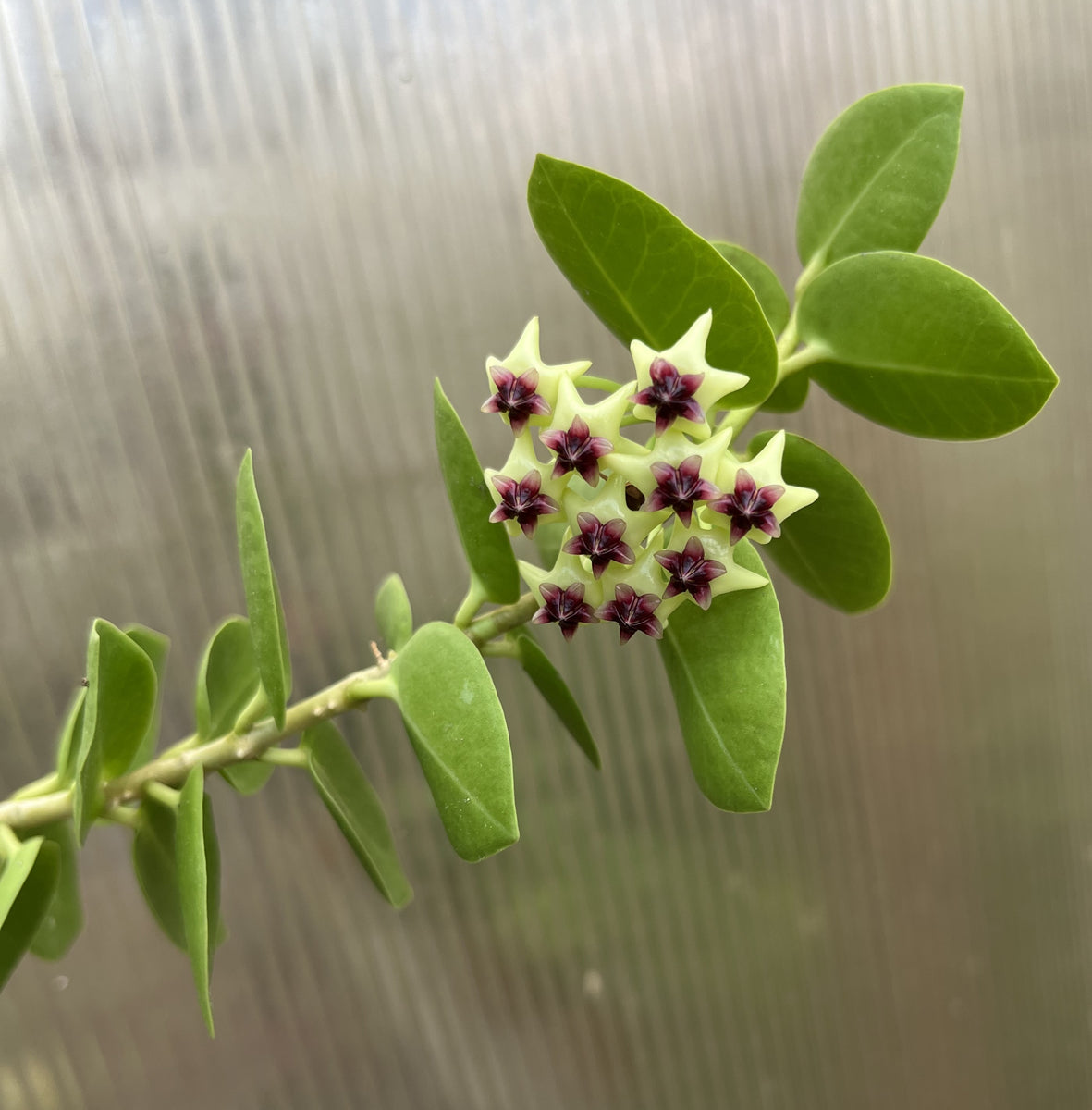 Hoya Cummingiana Porcelain Flower Wax Vine Flor de Cera Indoor Plant ...