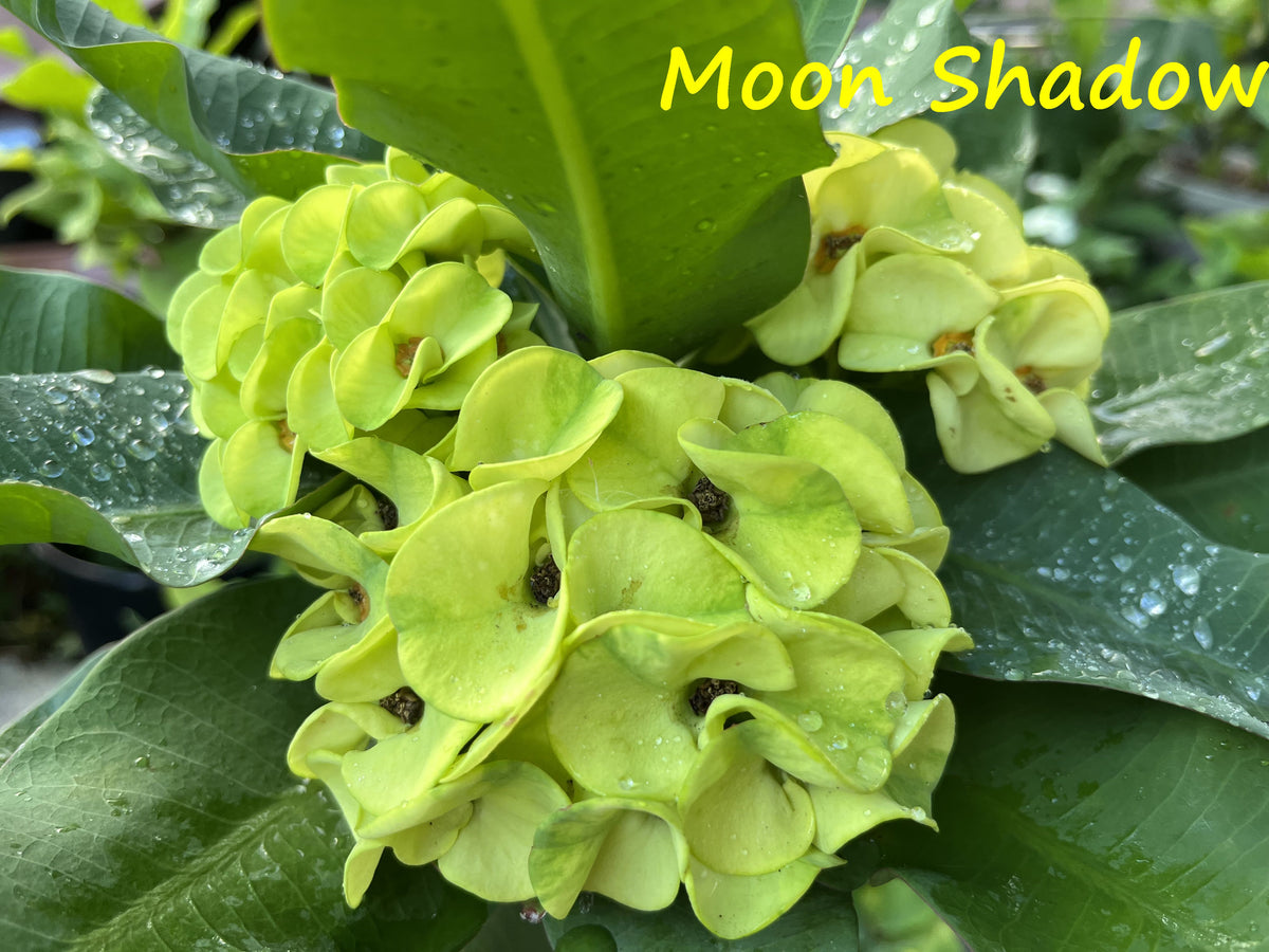 Euphorbia Milii MOON SHADOW Crown of Thorns Corona de Cristo ...